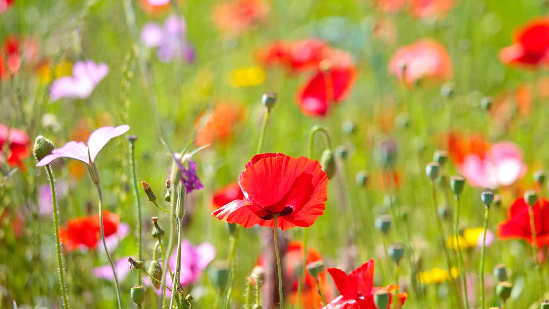 Vert & Nature : Fournitures professionnelles écologiques pour les ...